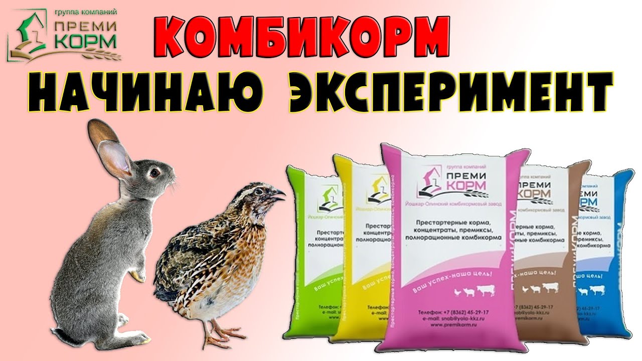 ПРЕМИКОРМ. Начинаю эксперимент с кормлением - YouTube