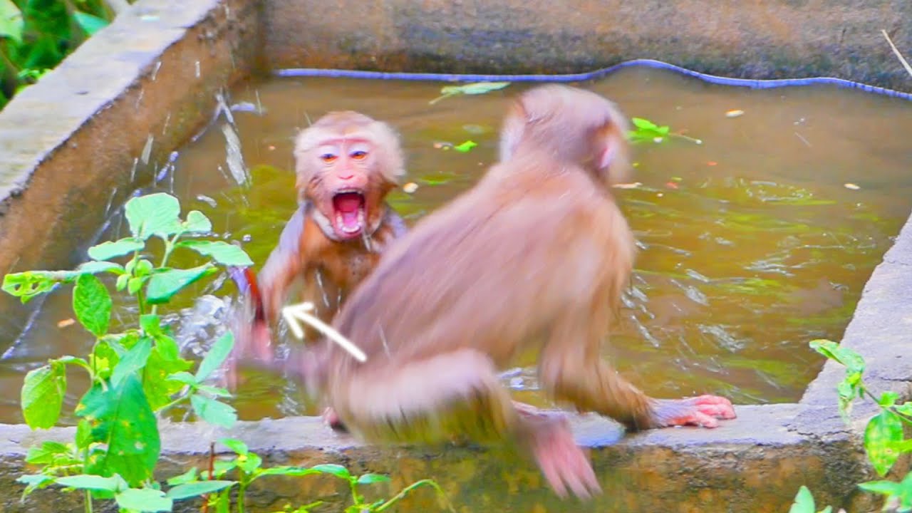 Do good my Idol...monkey SARO can protect himself while he swimming in ...