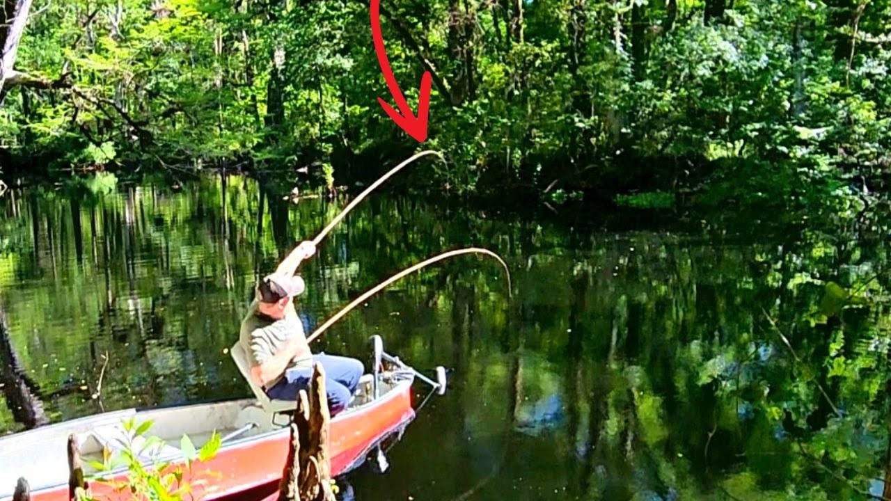 BLUEGILL Fishing A River Swamp That Produces Some BIG Panfish!! (Catch ...