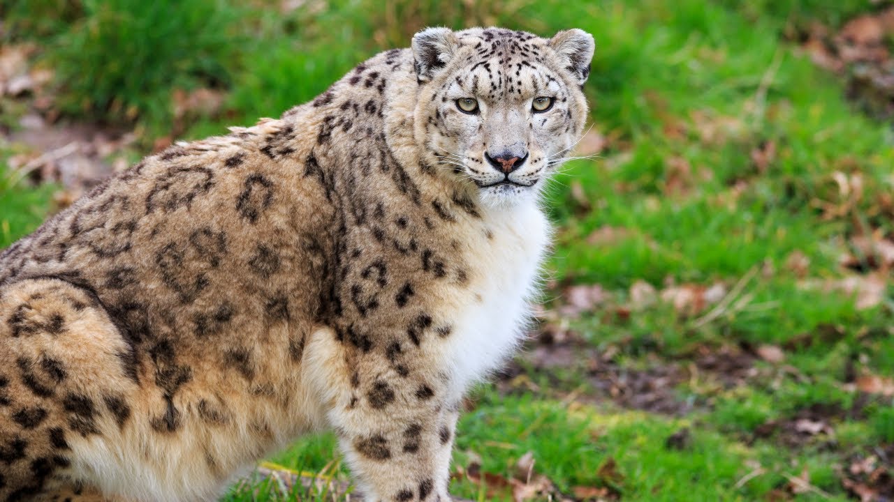 The Untold Story of the Snow Leopard | Wildlife Documentary - YouTube