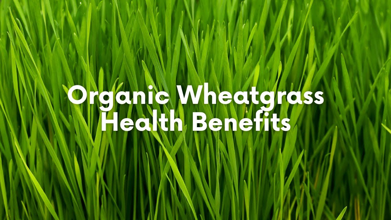 Organic wheatgrass powder and juice (benefits & how to use) - YouTube