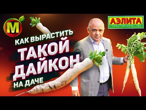 Дайкон Посадка и Уход. Большой Урожай Дайкона – около 10 кг с 1 кв.м ...