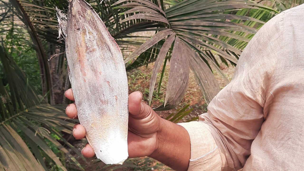 Ablation in oil palm - YouTube