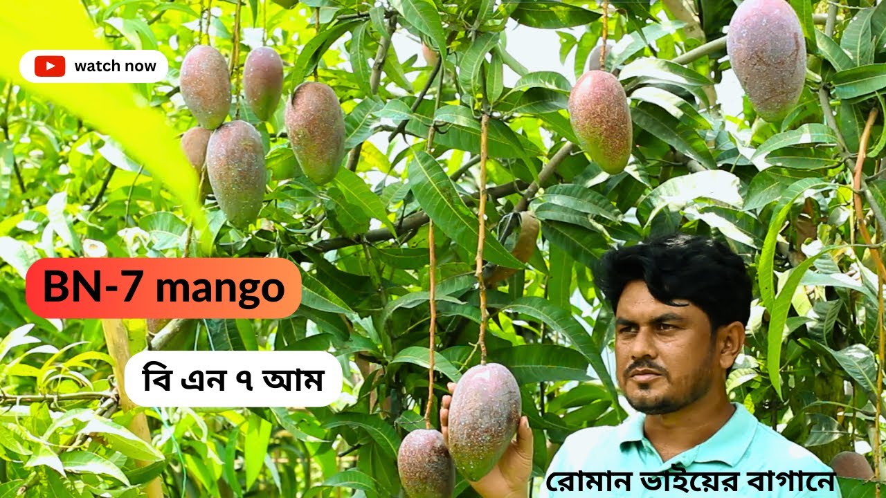 রোমান ভাইয়ের বাগানে BN 7 mango বি এন ৭ আম - YouTube