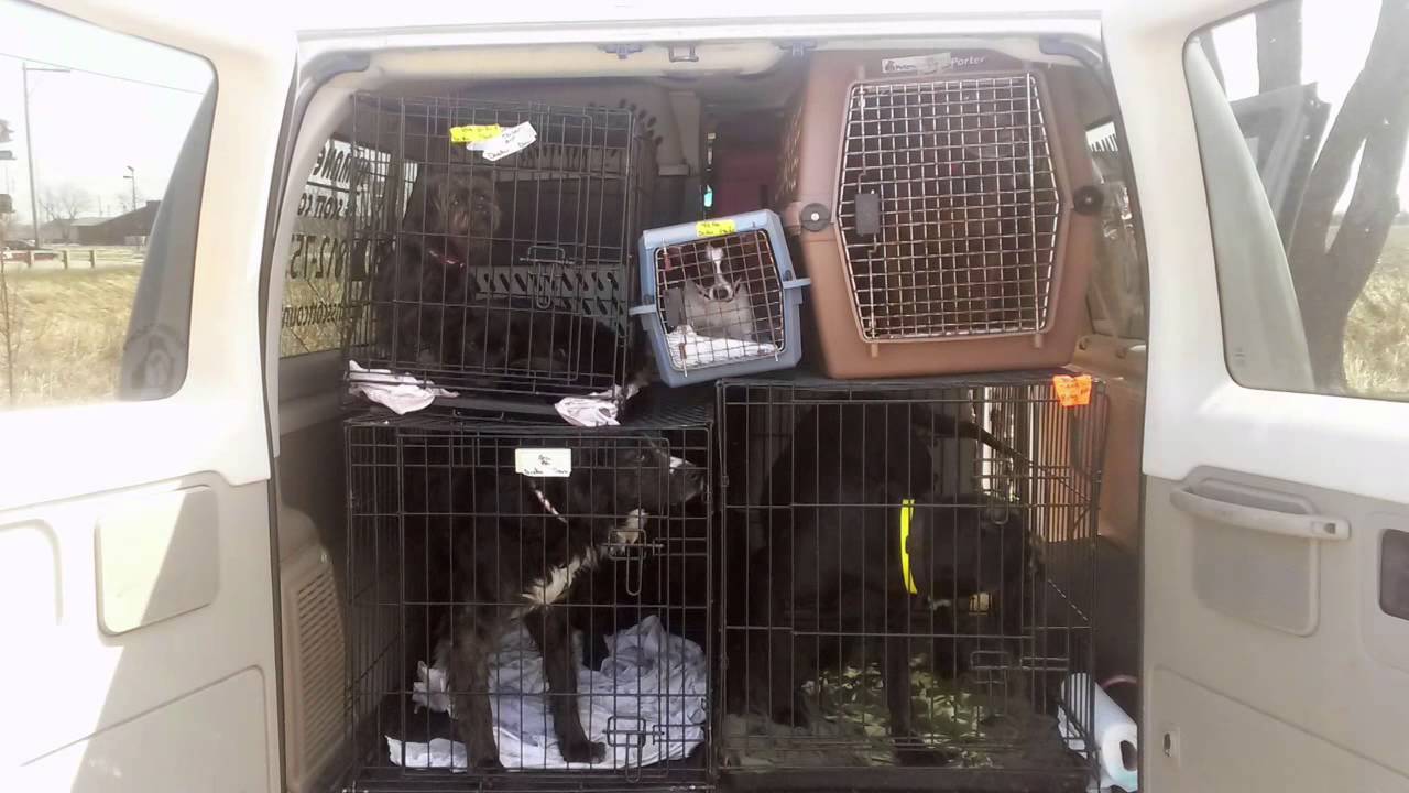 Rover Rescue - Profile - YouTube