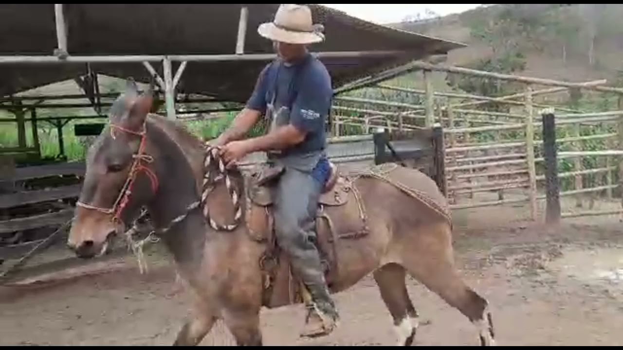 EP-35:Exercitando a Nuca da Mula Nova Dama. - YouTube