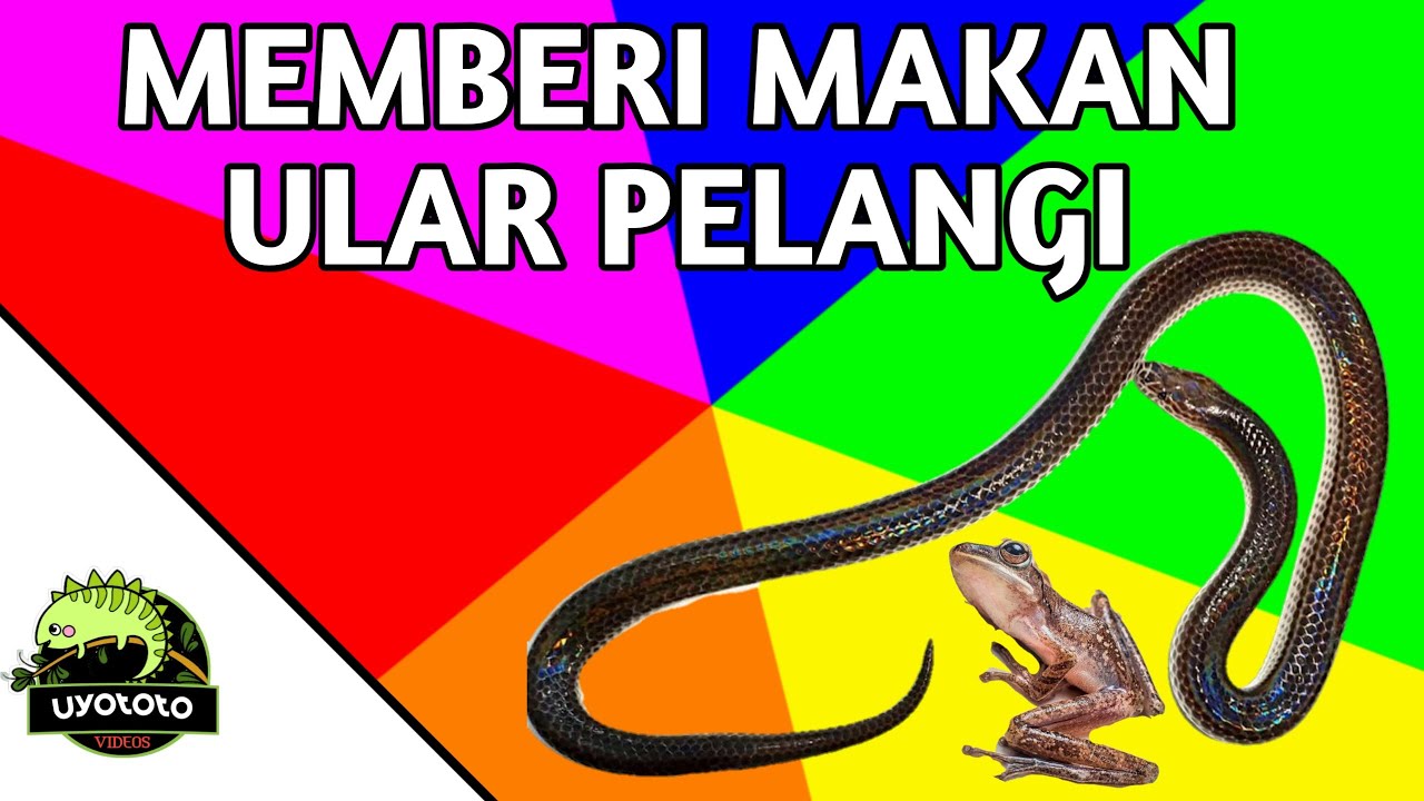 Feeding Time Sunbeam Snake | Memberi Makan Ular Pelangi - YouTube