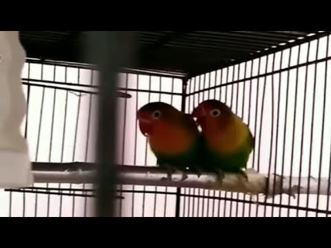 My Cute love birds playing and dancing ️ || Itx_my_life_906 || #birds# ...