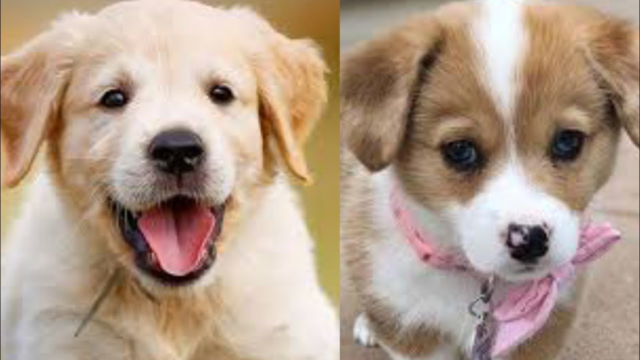 Baby Dogs - Cute and fanny Dog Videos Compilation #2 | Pww Animals ...
