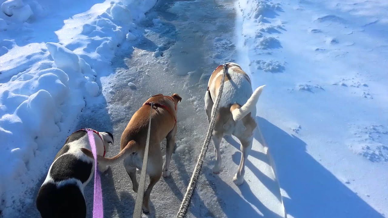 3 dog walk 4 Dec 2015 - YouTube
