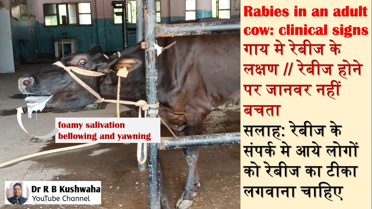 Rabies in cow#clinical signs of rabies#foamy salivation, bellowing#गाय ...