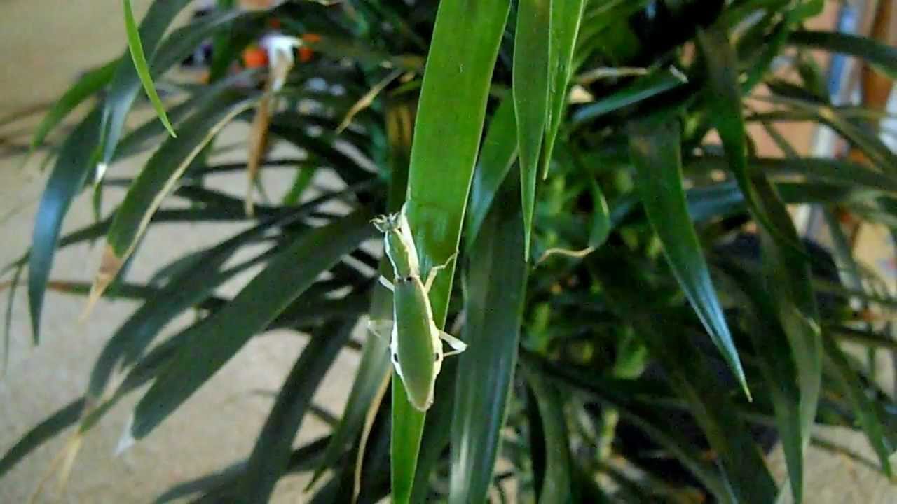 Gambian Spotted Eye Flower Mantis - YouTube
