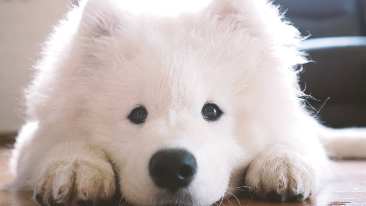 사모예드 크림이를 보여드릴께요 !~ 힐링하고가세요!~ / I will show you Samoyed Cream. Go get ...