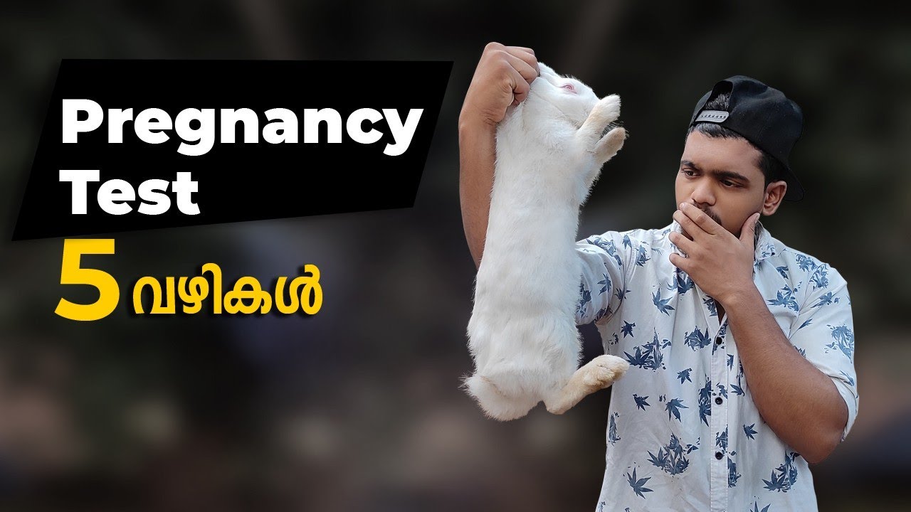 5 Methods of Rabbit Pregnancy Test Malayalam | മുയലിൻ്റെ ഗർഭനിർണയം 5 ...