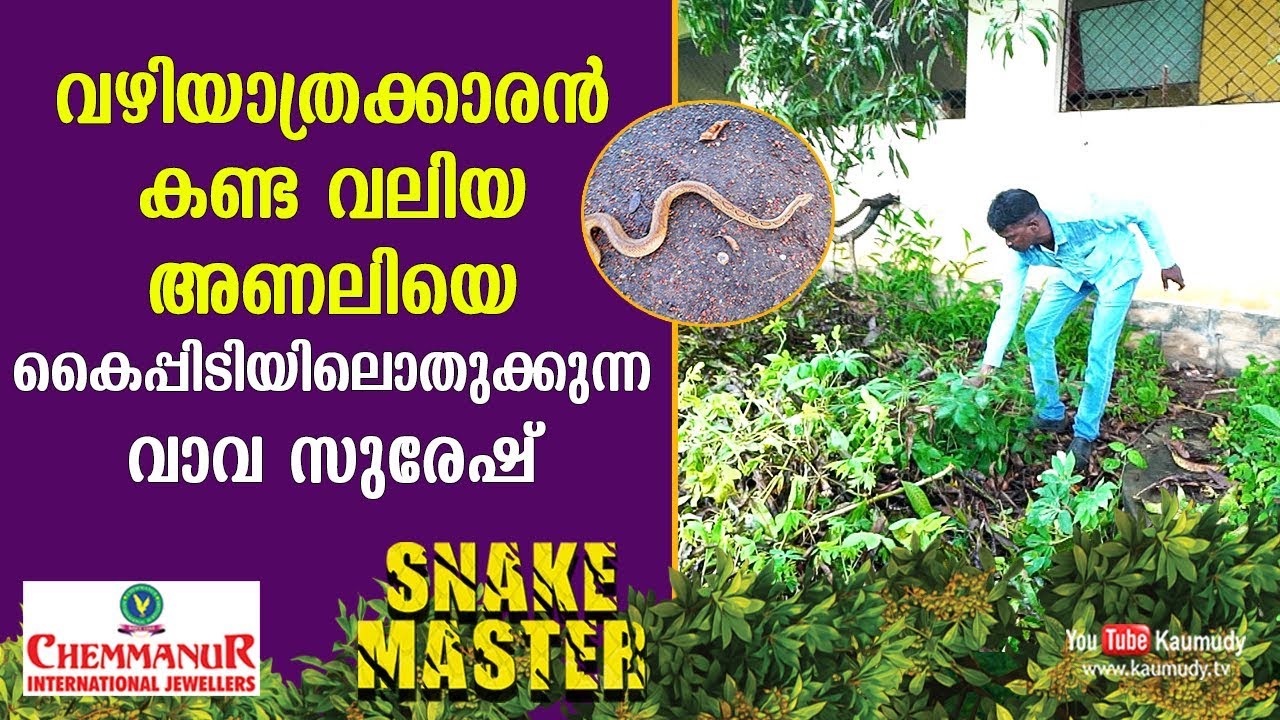 Vava Suresh catches a large viper seen by a pedestrian | Snakemaster ...