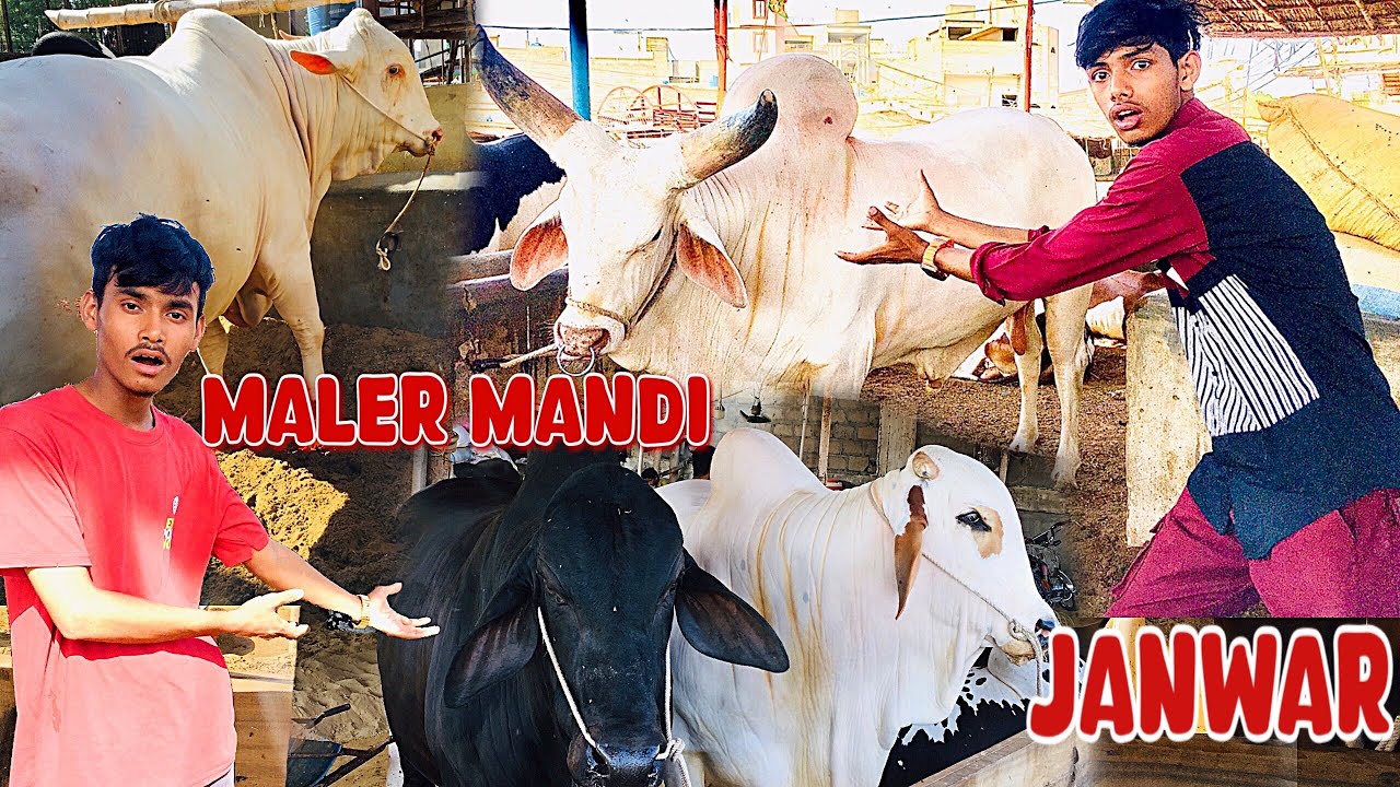 MALER MANDI Bahut Jyada Kimat JANWAR Ki Pakistan 2024 Part 1 #vlog # ...