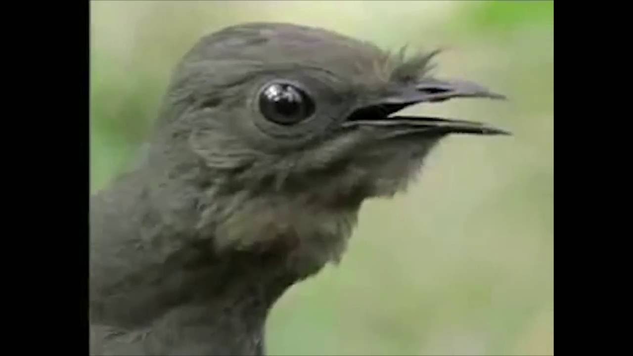 Bird sings the most complex song he can manage - MEMES&DREAMS #2 - YouTube