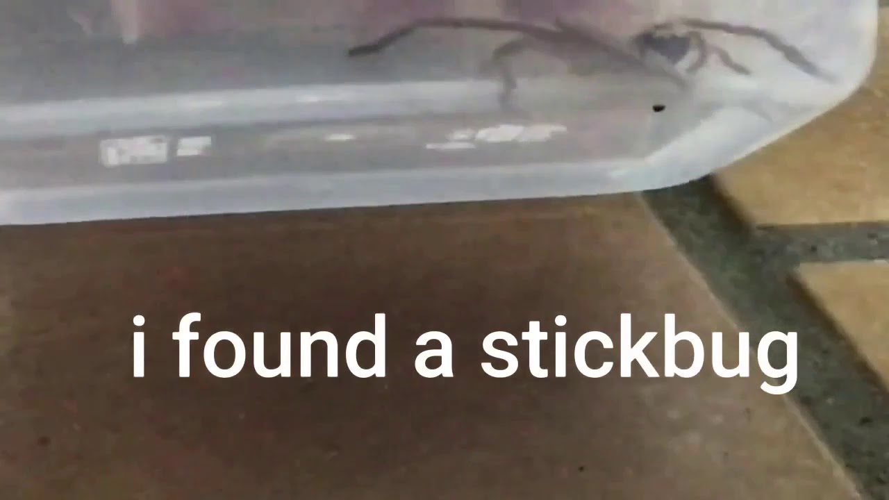 Get bugged lol but irl - YouTube