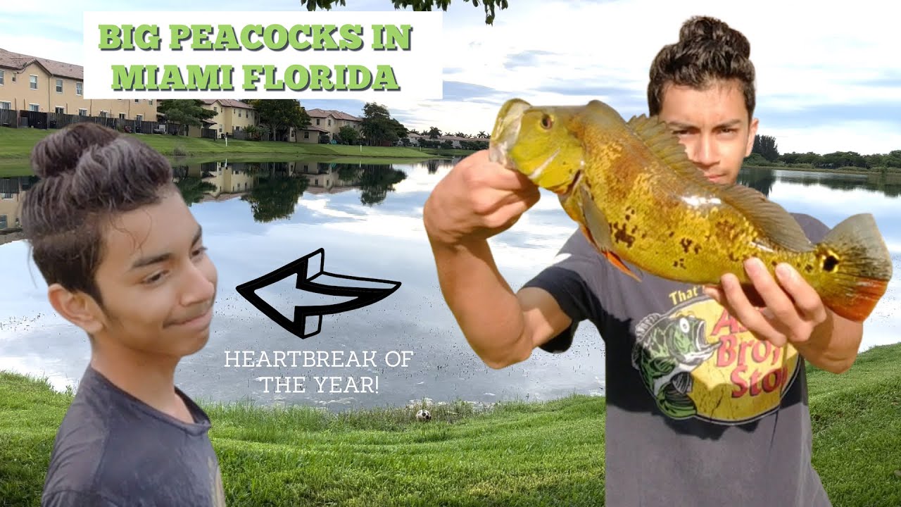HUGE peacocks in SOUTH FLORIDA! biggest HEARTBREAK of the year! must ...