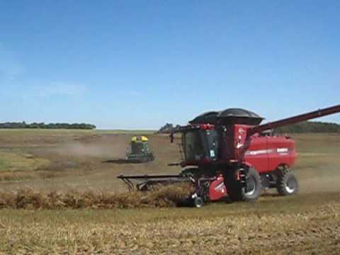 Case IH 8010 combine in peas. - YouTube