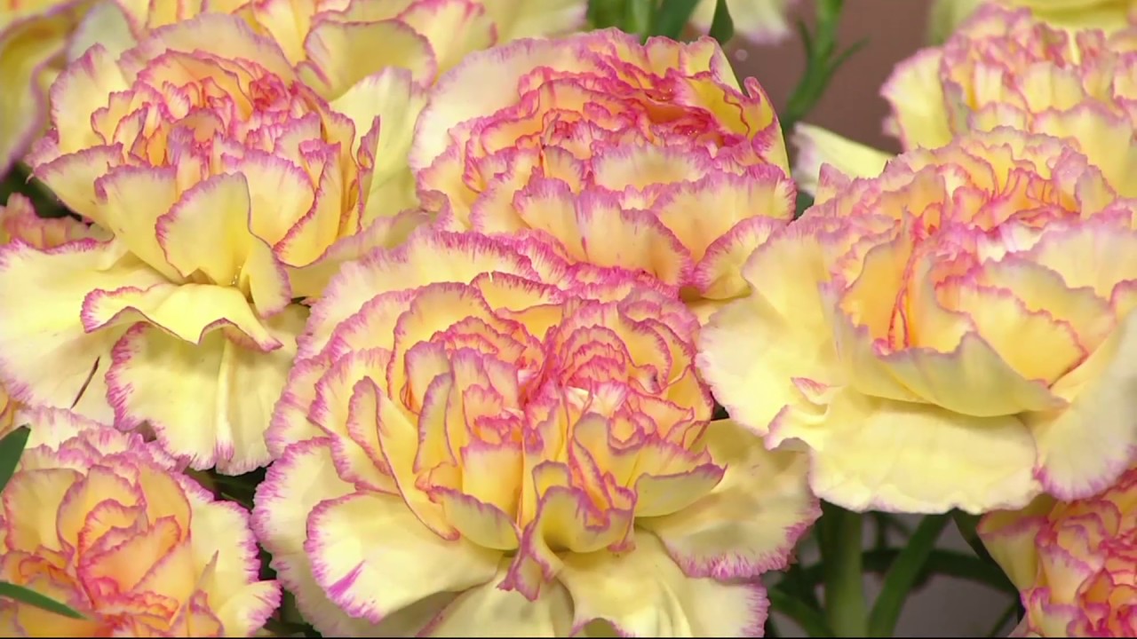 Roberta's 6-piece Large and Fragrant Flow Series Dianthus on QVC - YouTube