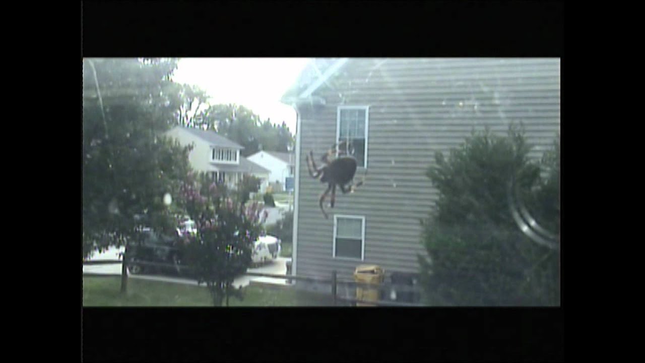 AMAZING! UNBELIEVABLE! Giant Spider attacks House in Maryland - YouTube