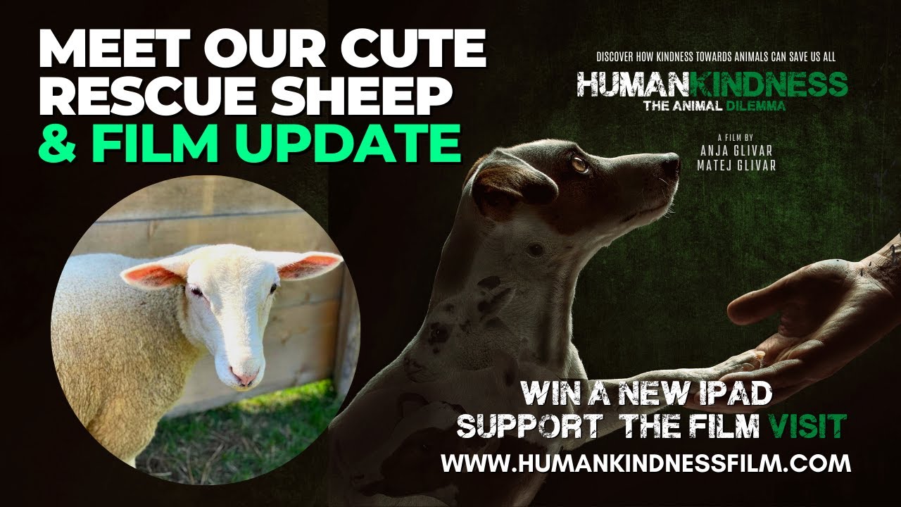MEET OUR RESCUE SHEEP & FILM UPDATE - YouTube