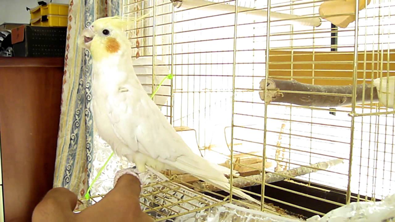 cockatiel έξω απ΄το κλουβί - YouTube
