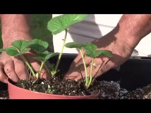 How to Grow Strawberries From Bulbs : How to Grow Strawberries - YouTube