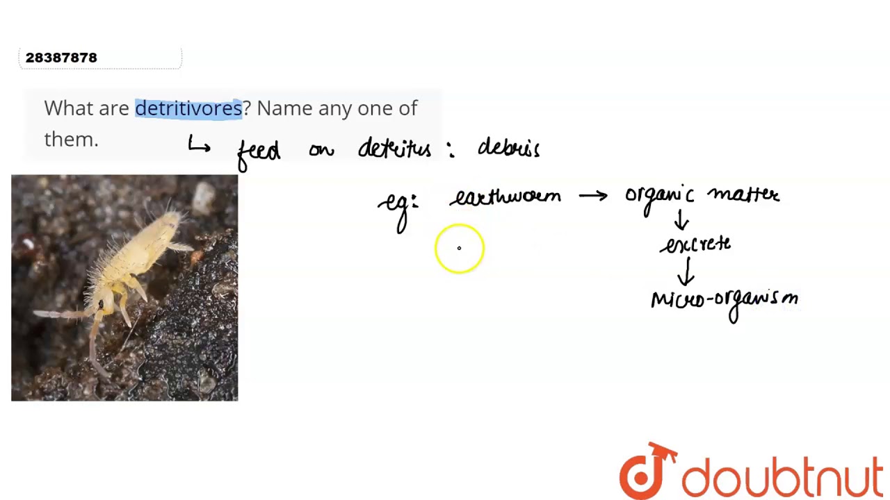 Detritivores Animals