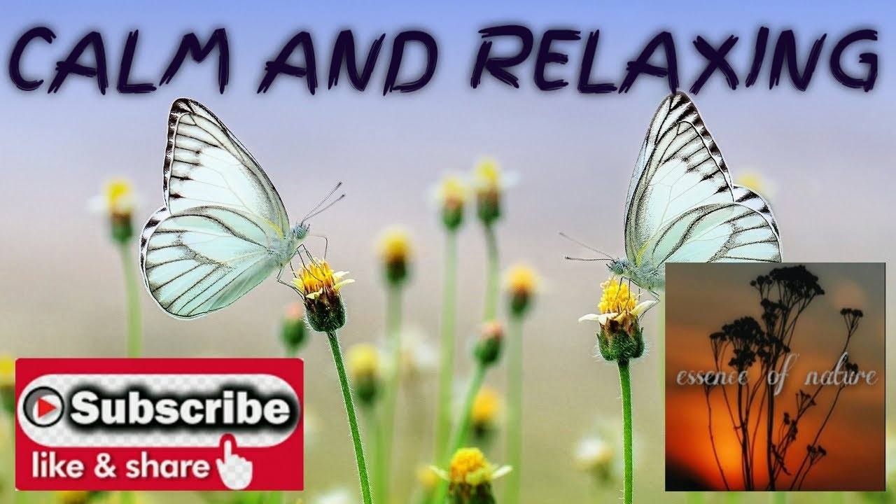 CALM & RELAXING (NO COPYRIGHT MUSIC) - YouTube