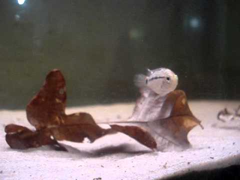 Apistogramma ''Steel Blue'' - YouTube