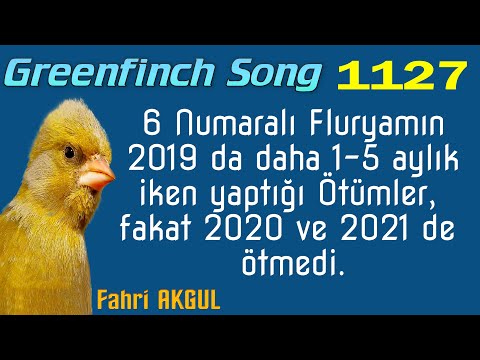 Flurya Kuşu Ötümü 1127 - 6 numara (2019) Daha yeni kuş 1 ila 5 aylık iken olan ötümleri