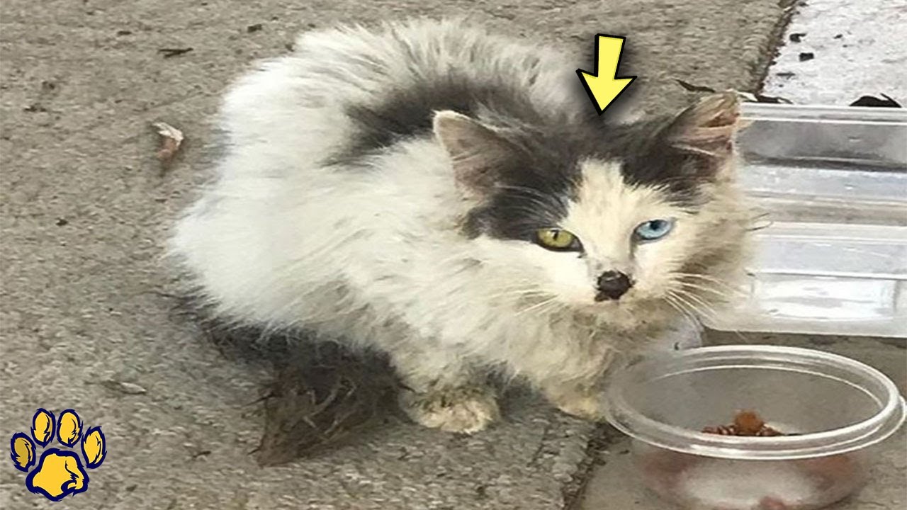A Humble Cat with Unusual Eyes Peered Pleadingly Into the Family's Yard ...