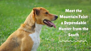 Are Mountain Feist Aggressive