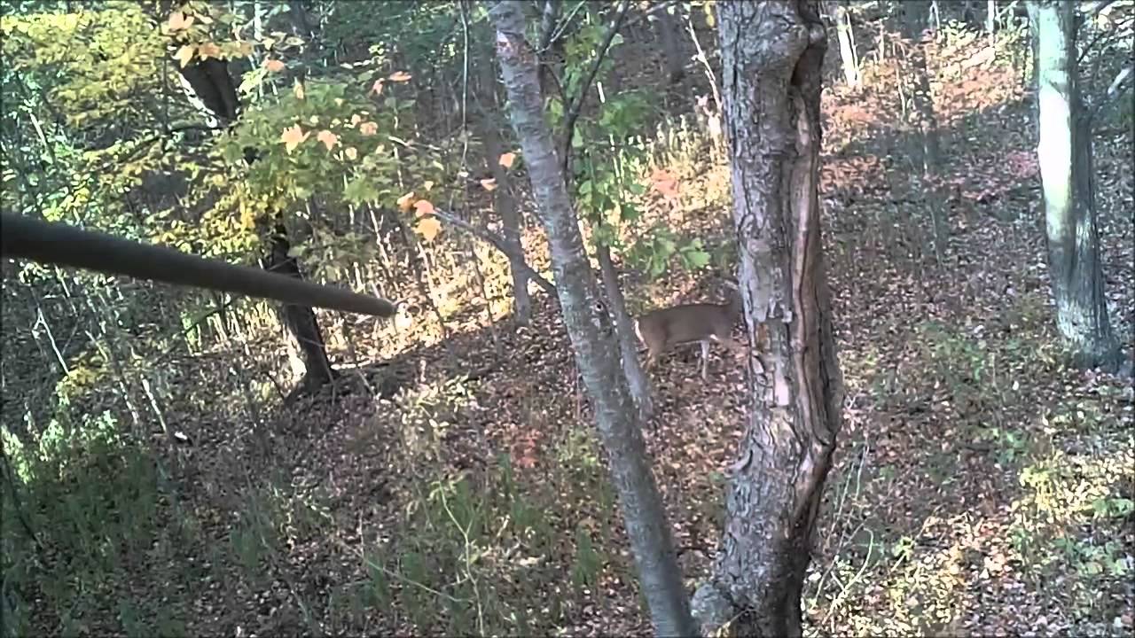 Wisconsin Doe Archery kill - YouTube