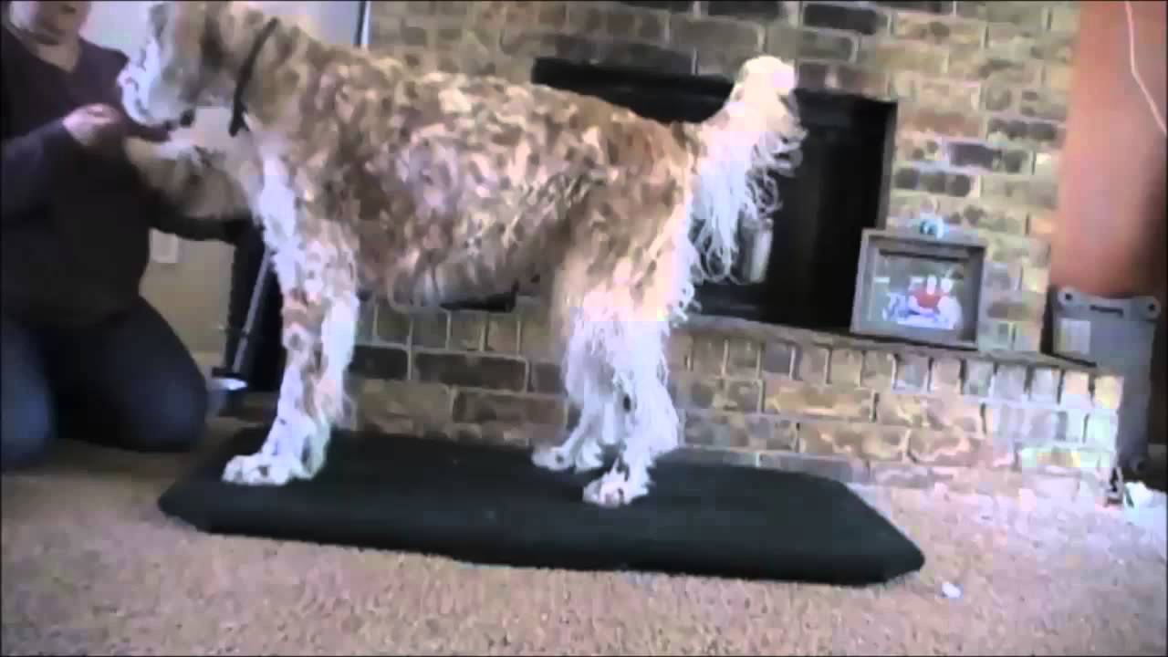 Conner tuck sit kickback stand final - YouTube