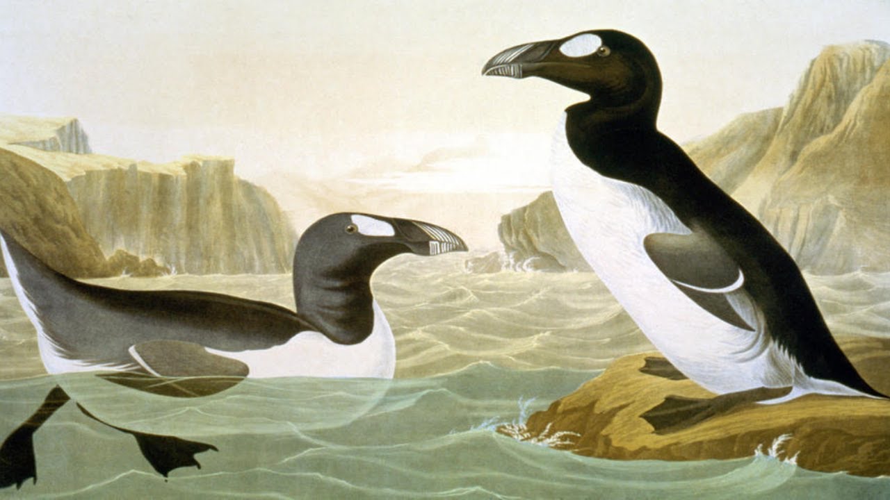 Cryptid Profile: The Boobrie, Intimidating Scottish Water Cryptid - YouTube