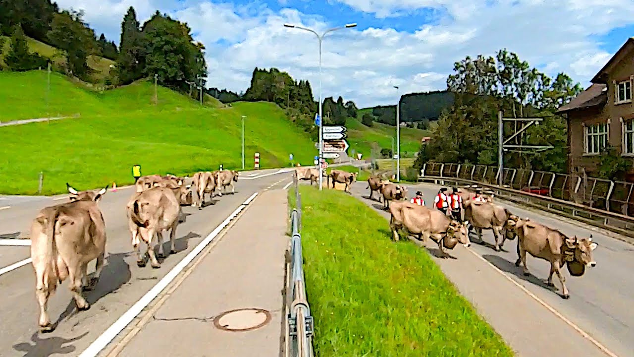 Swiss Cattle Drive | goats and cows come back from the Alps to the ...