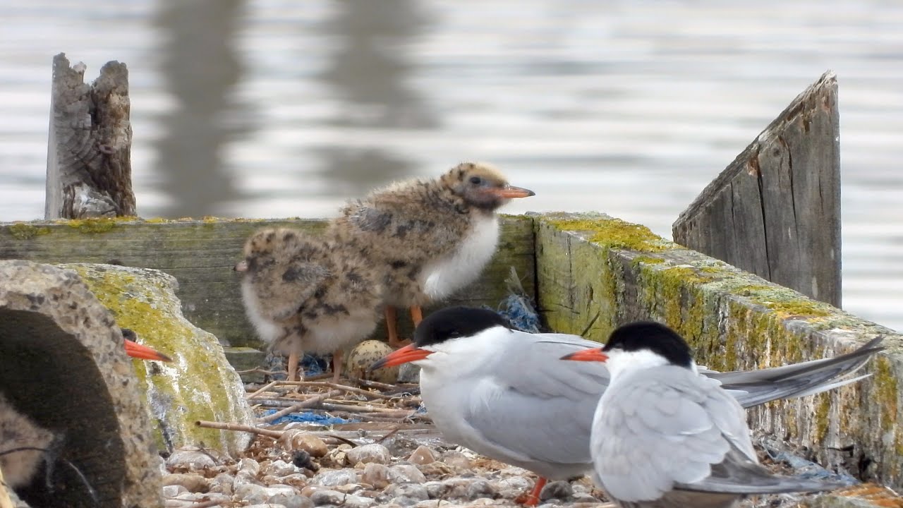 Common Tern with chicks Lodmoor 4K - YouTube