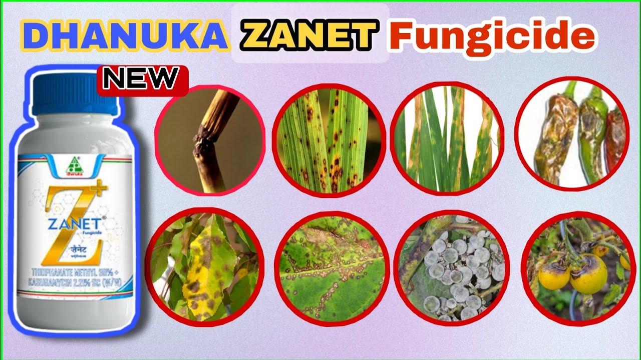 Zanet Mixed Fungicide | Dhanuka Zanet New Fungicide | Thiaphonate ...