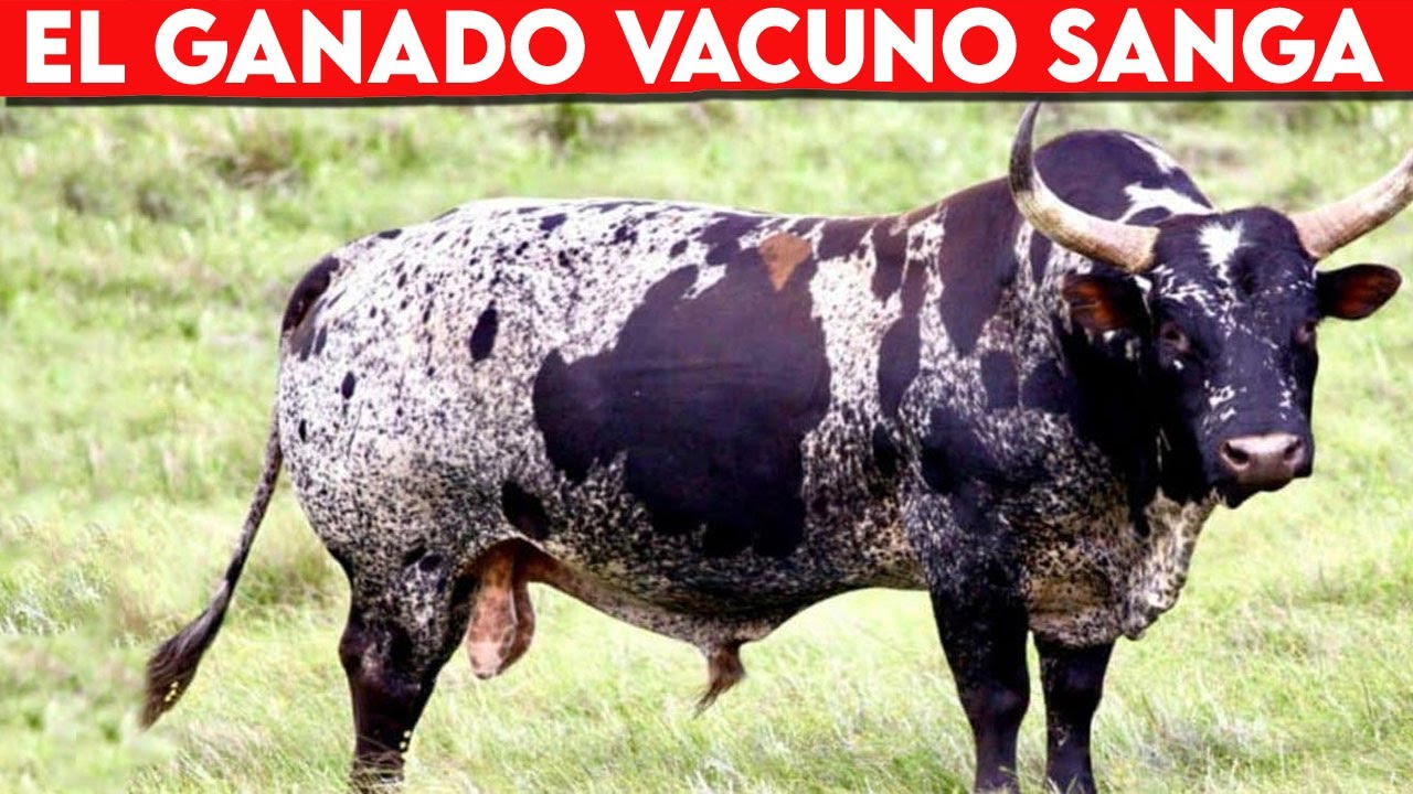 🔴 Ganado VACUNO SANGA Y Que RAZAS PERTENECEN A EL Vacuno Africano Bos ...