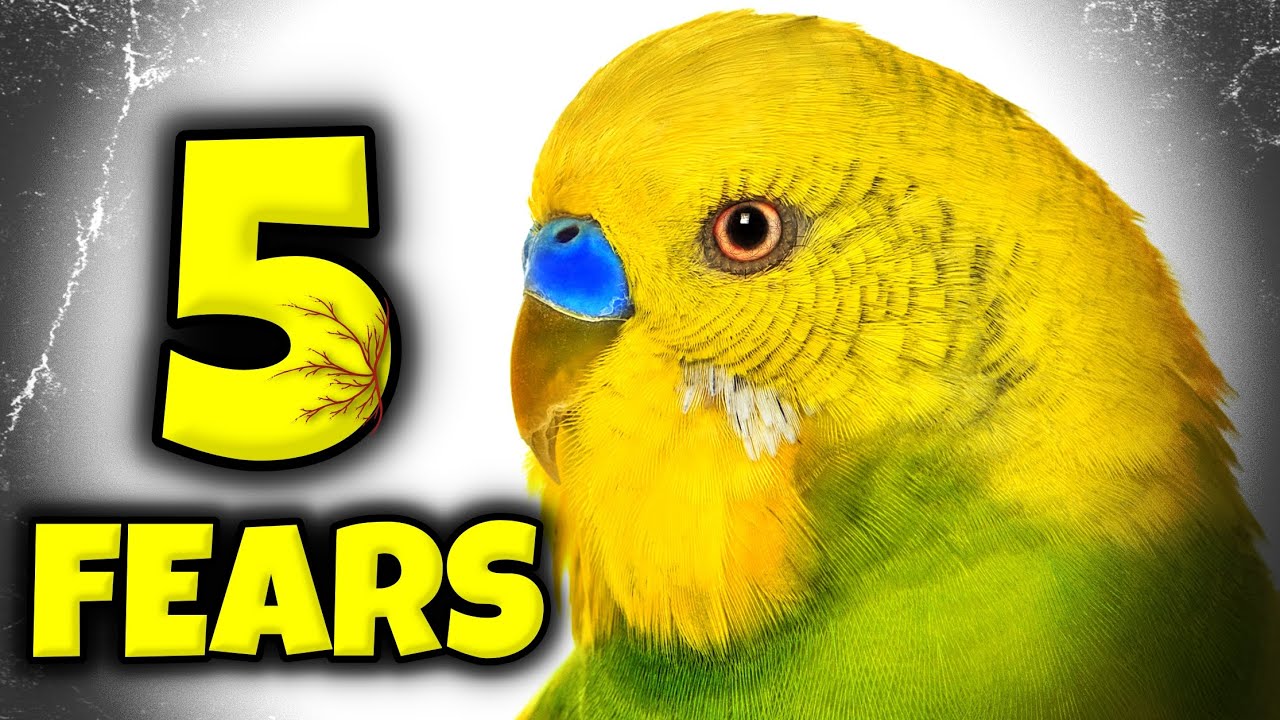 5 REAL Fears That Your Bird Has - YouTube