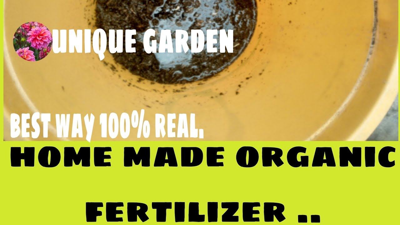 home made organi fertilizer# bestway100%real#Unique garden - YouTube