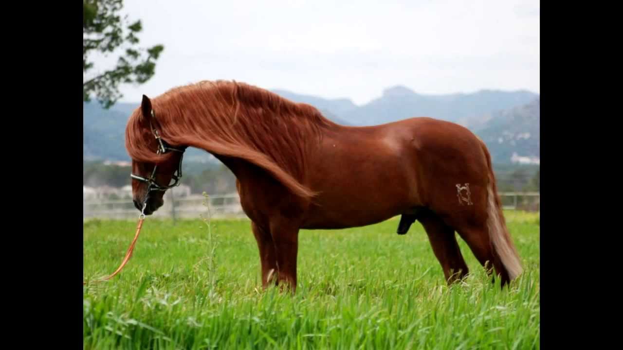 espectacular caballo español pre alazan en venta BRIBON XLII Yeguada ...