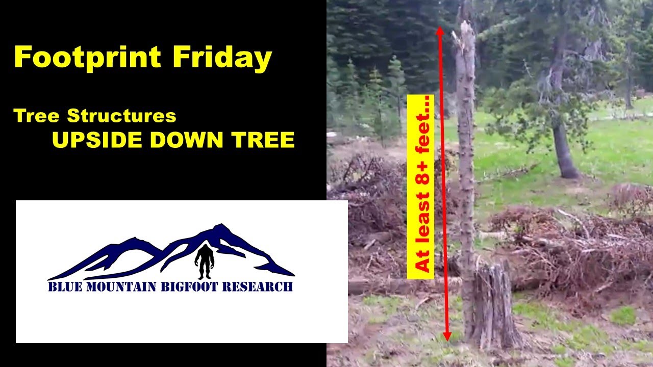 🌲Bigfoot Tree Structures and Nests🐵 - YouTube