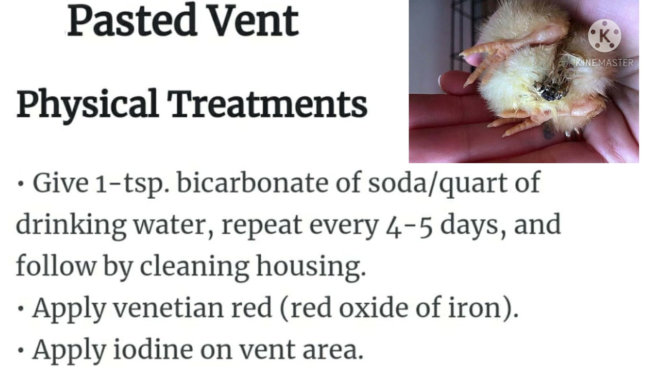 HOLISTIC TREATMENT FOR PASTED VENT IN POULTRY ( ENGLISH) - YouTube