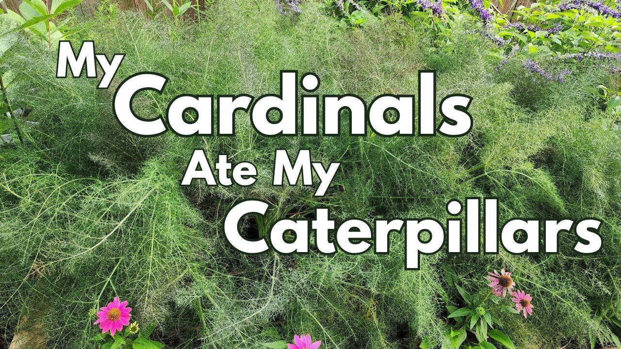 Garden observations | #butterfly #hummingbird #pollinators 🦋🐛 | Texas Gulf Coast Zone 9b - YouTube