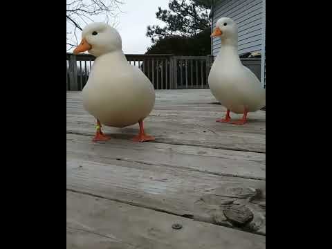 imperial guard ducks - YouTube