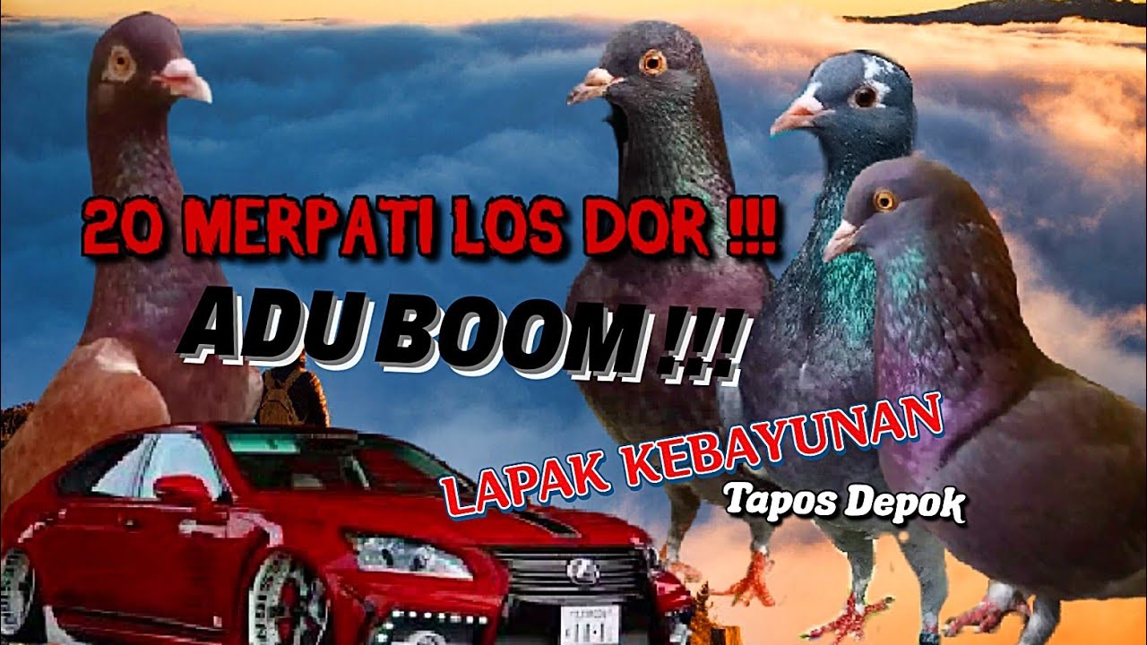 20 MERPATI LOSDOR LAPAK KEBAYUNAN TAPOS DEPOK - YouTube
